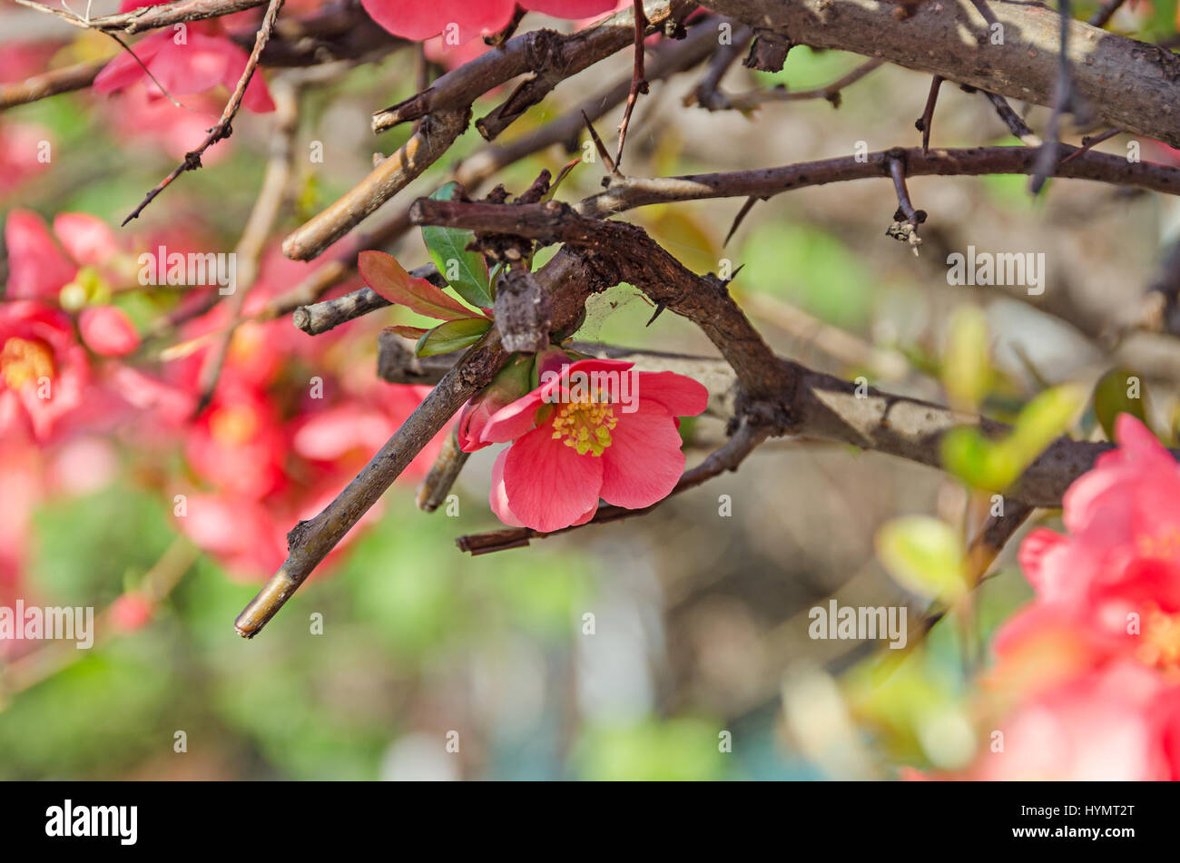 Chaenomeles japonica pink tree flowers, Maule's quince, Gutuiul japonez ...