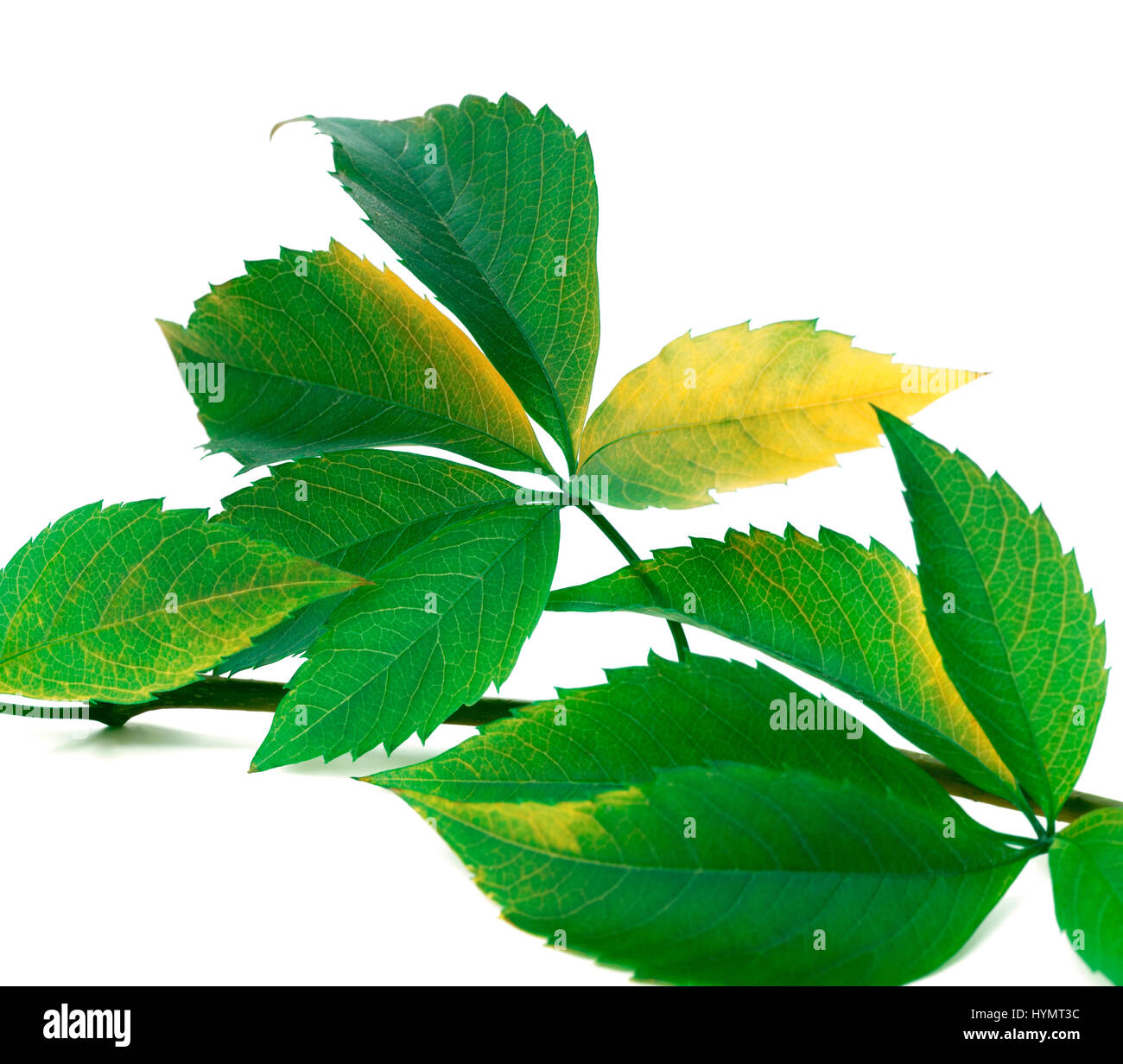 Creeper plant with new leaves climbing hi-res stock photography and ...