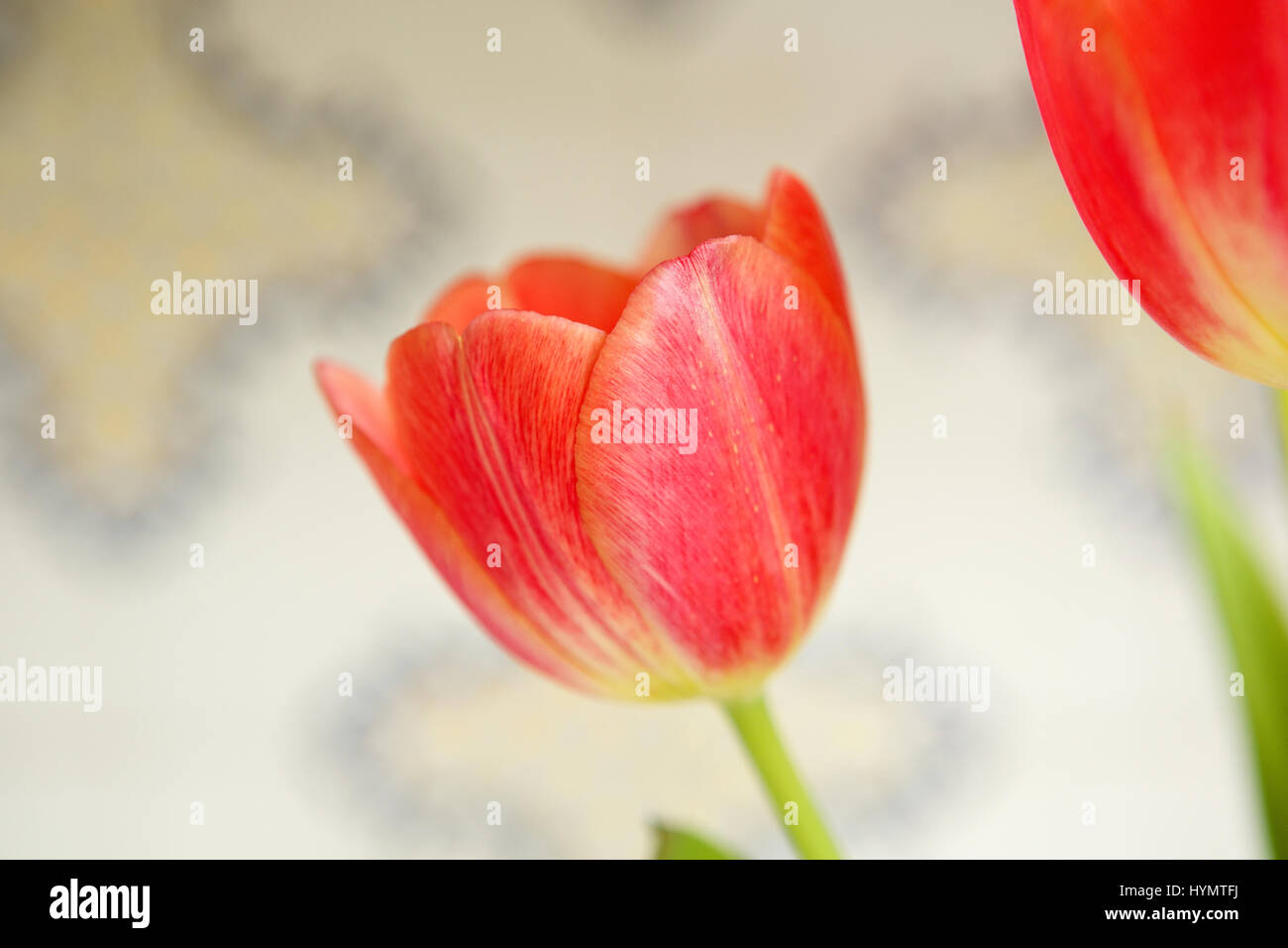 Bulb blossom hi-res stock photography and images - Alamy
