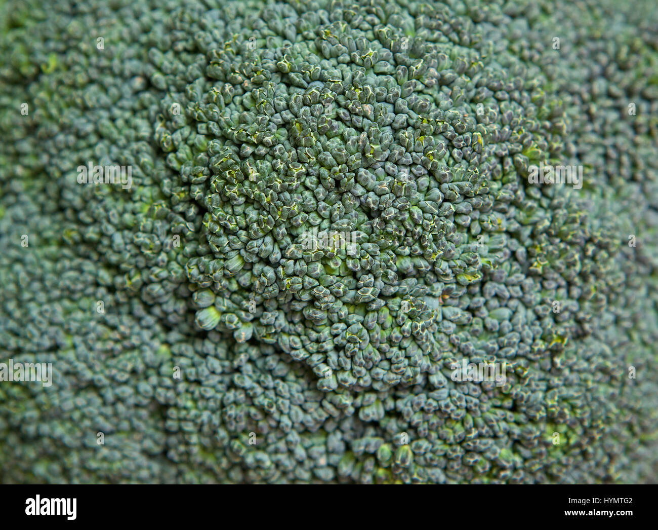 Broccoli texture hi-res stock photography and images - Alamy