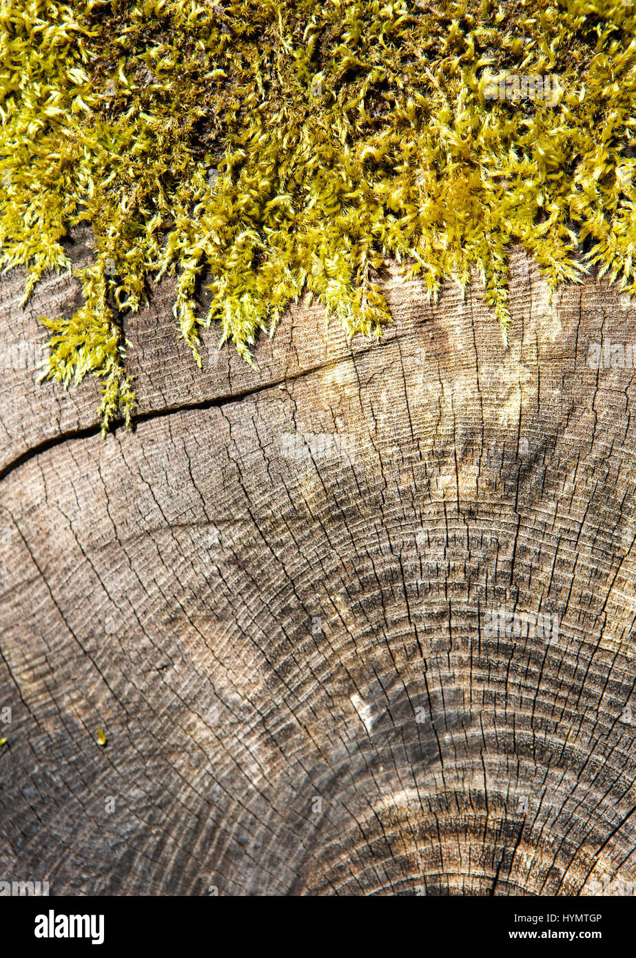 Close up cross section of a tree trunk with green moss Stock Photo - Alamy