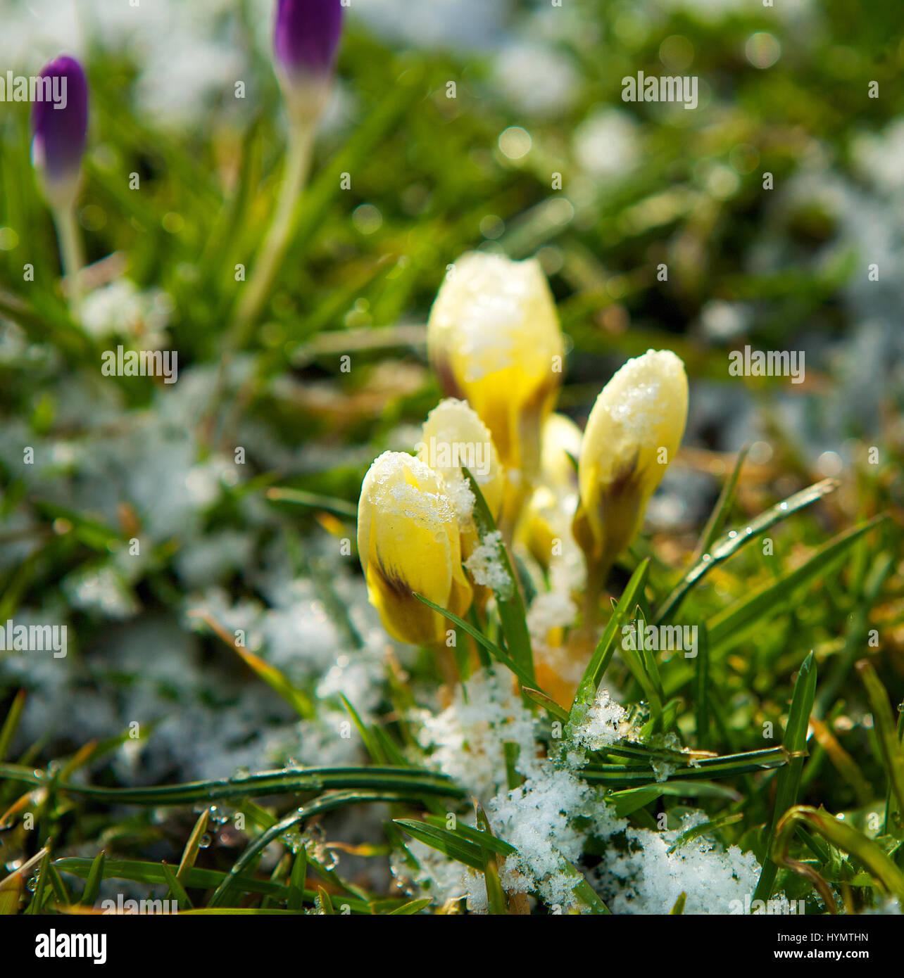 Flowers growing in snow -early spring crocus Stock Photo - Alamy