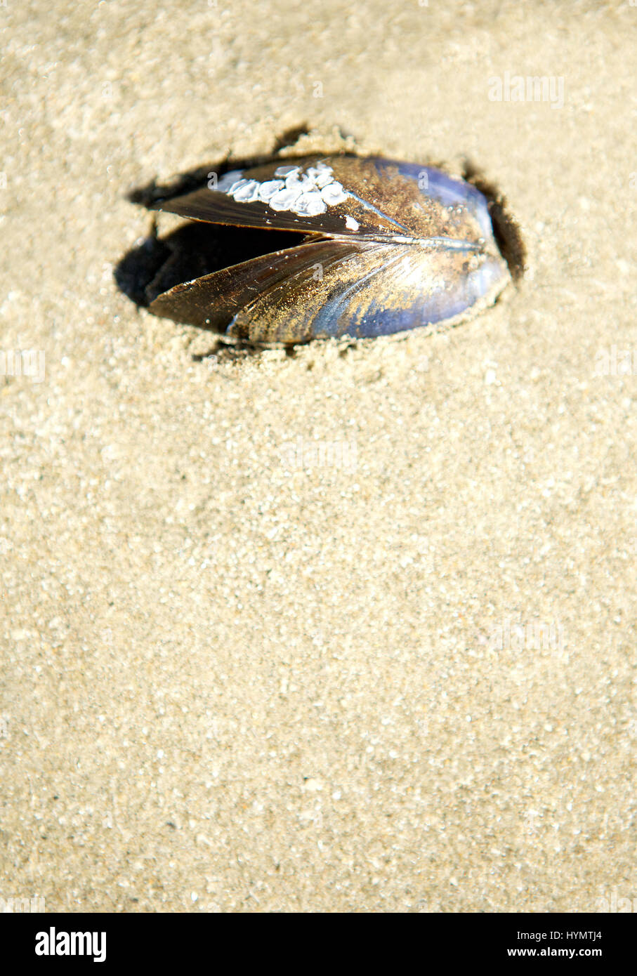 Close up single mussel clam shell resting on sandy beach Stock Photo ...