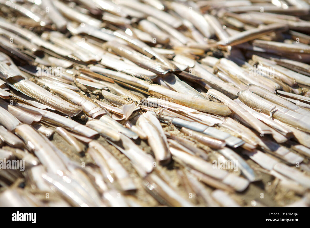 Clam shells on the beach hi-res stock photography and images - Alamy