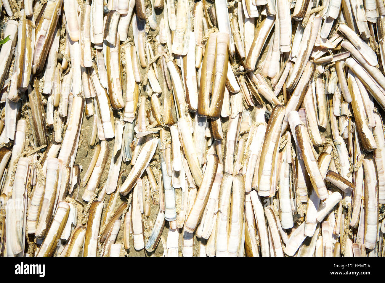 Horizontal close up image of many razor clam shells on the beach Stock ...