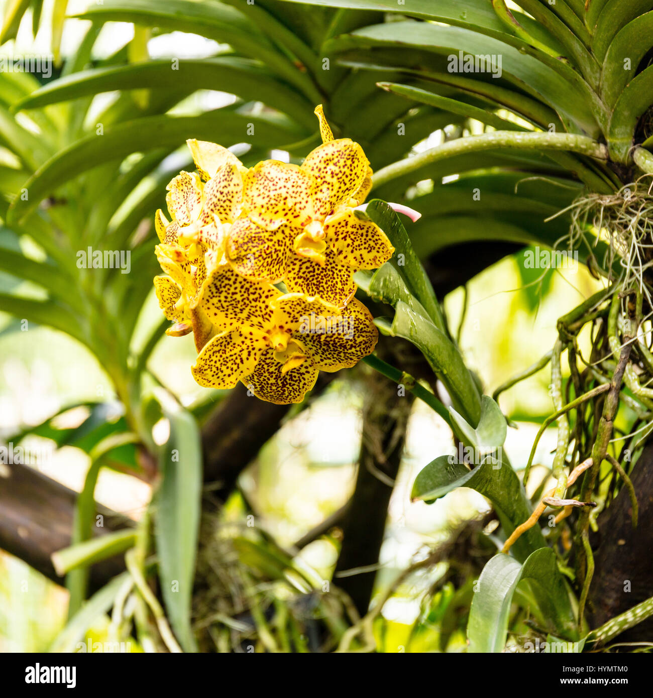 Display of unique and award winning orchids,National Orchid Garden ...