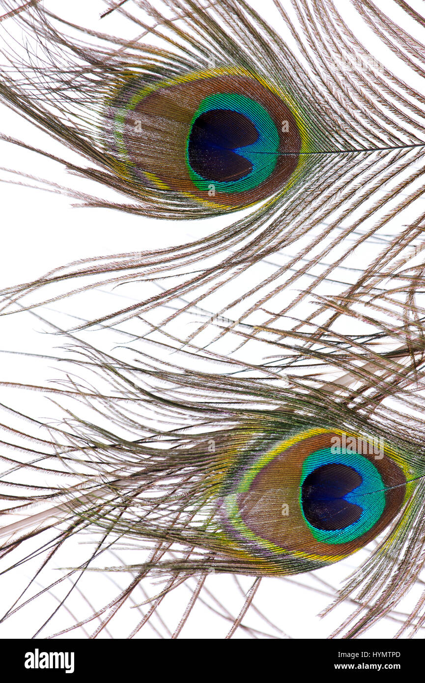 Two peacock feathers hi-res stock photography and images - Alamy