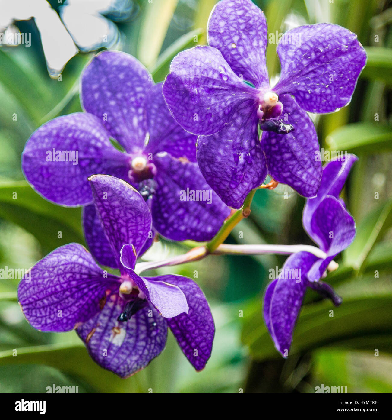 Native orchid conservation programme hi-res stock photography and ...