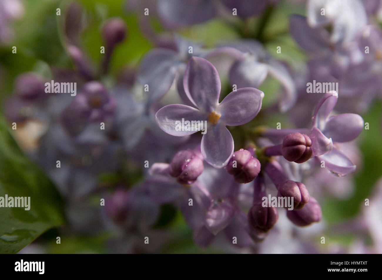Lilac flowers in full bloom during spring season Stock Photo - Alamy