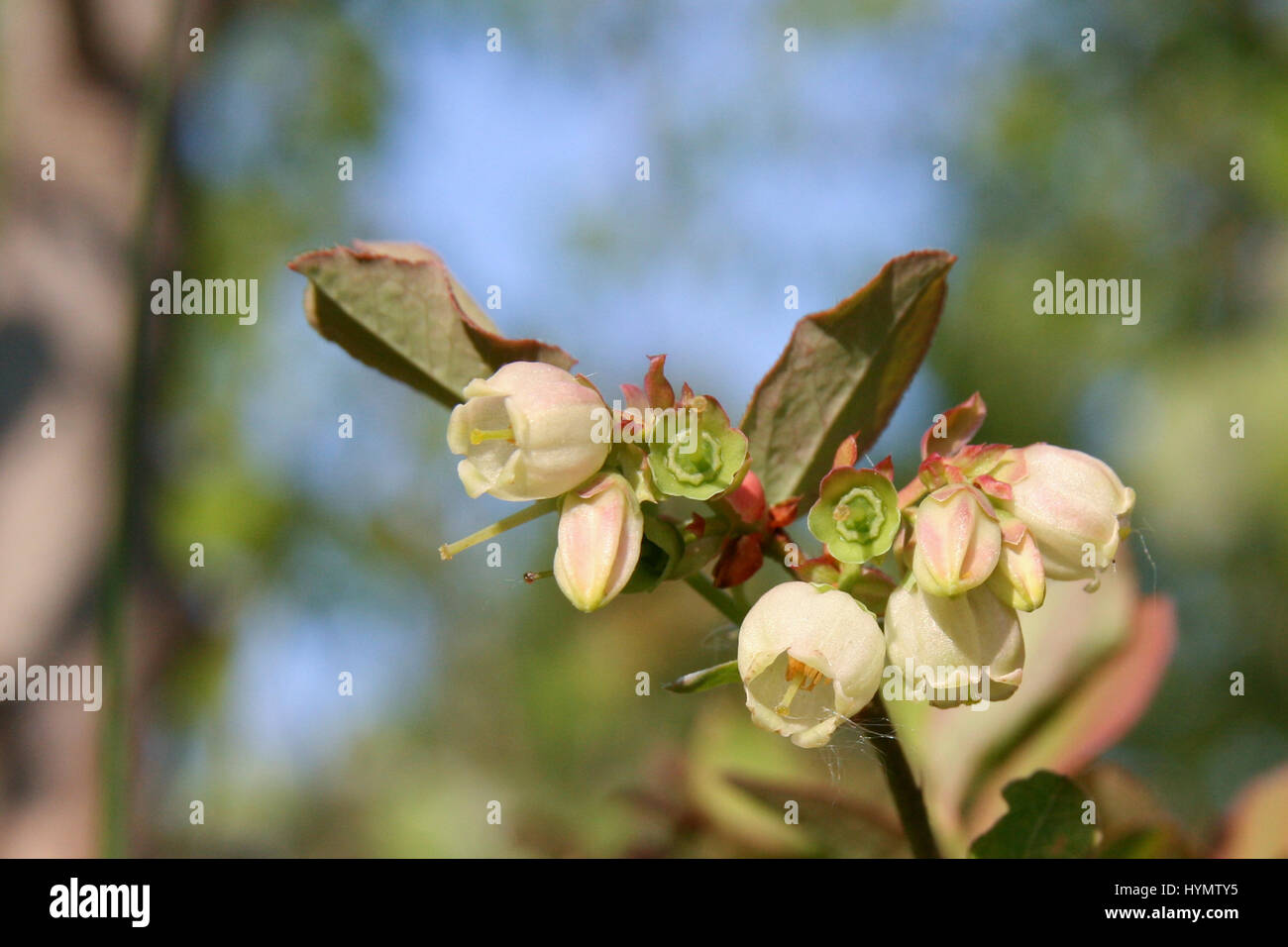 Wild blueberry flowers in full bloom Stock Photo - Alamy