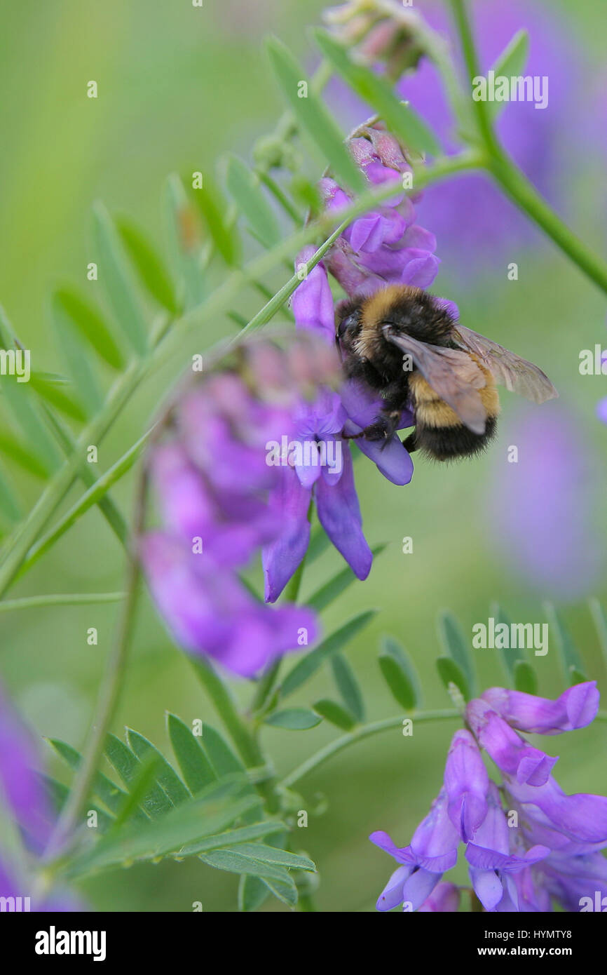 Bumblebee foraging in the purple flowers of a tufted vetch branch Stock ...
