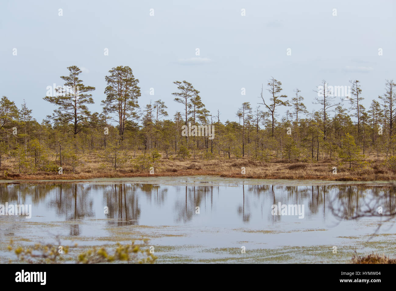 A beautiful early spring landscape of a marsh with a water ponds Stock ...