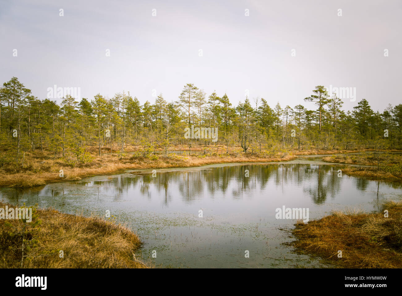 A beautiful early spring landscape of a marsh with a water ponds Stock ...