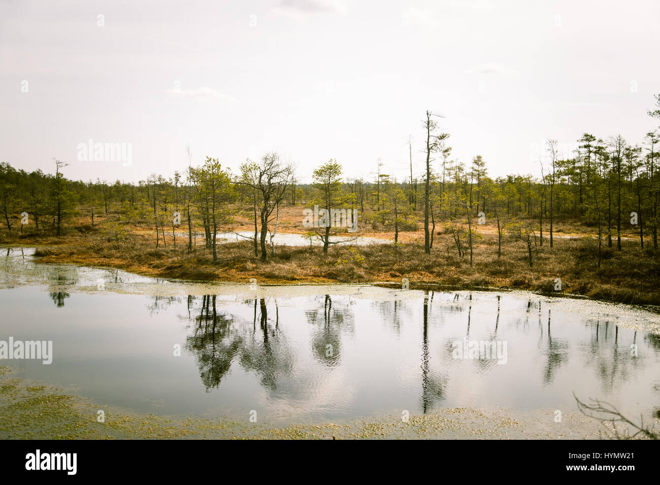 A beautiful early spring landscape of a marsh with a water ponds Stock ...