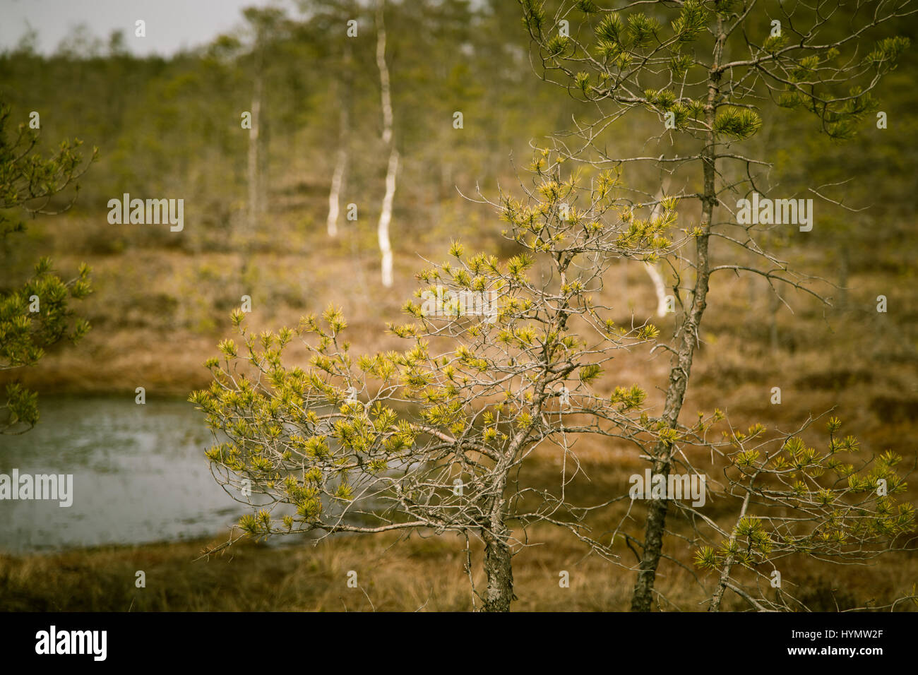 A beautiful early spring landscape of a marsh with a water ponds Stock ...