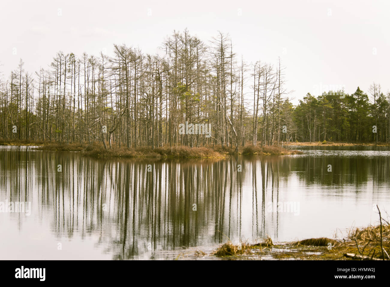 A beautiful early spring landscape of a marsh with a water ponds Stock ...