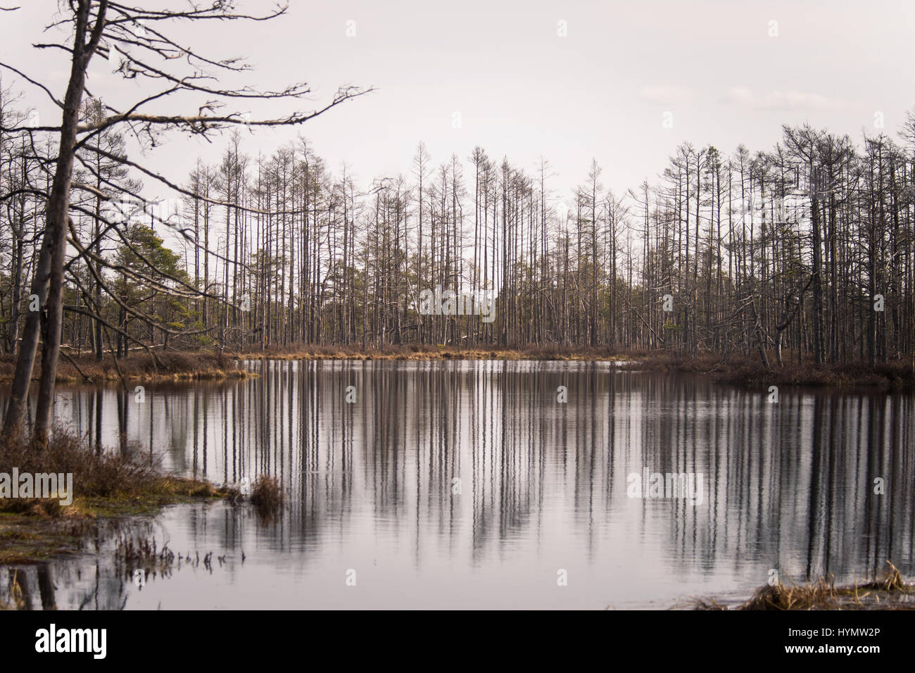 A beautiful early spring landscape of a marsh with a water ponds Stock ...