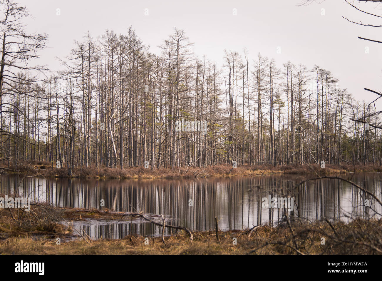 A beautiful early spring landscape of a marsh with a water ponds Stock ...
