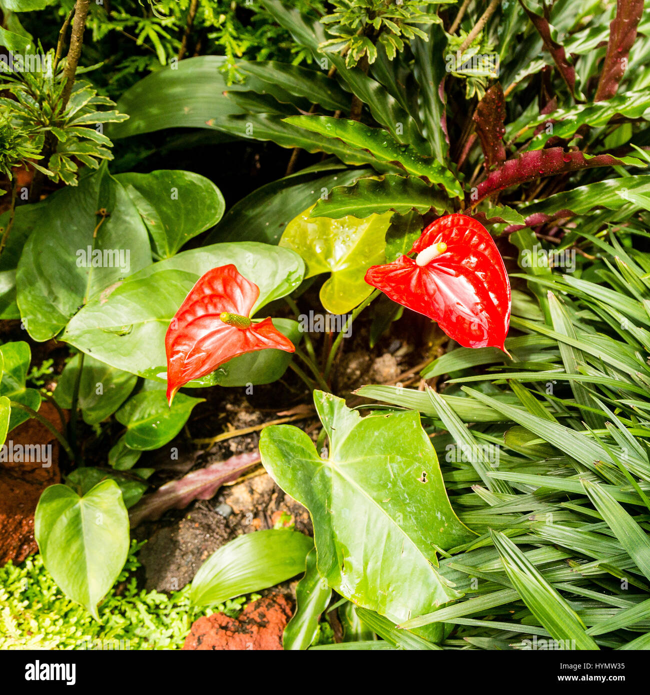 Display of unique and award winning orchids,National Orchid Garden ...