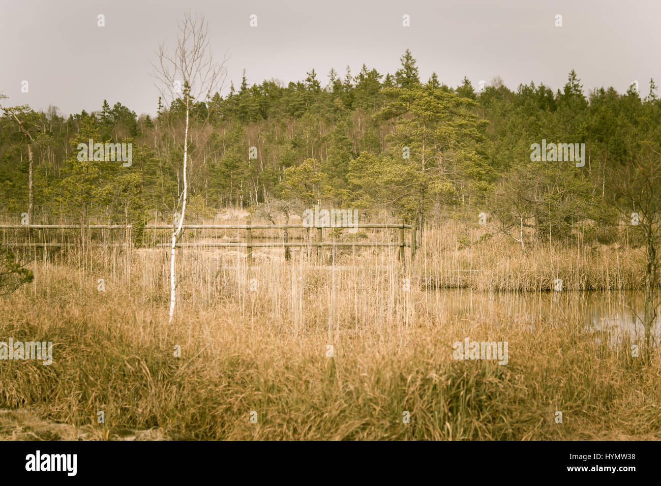 A beautiful early spring landscape of a marsh with a water ponds Stock ...