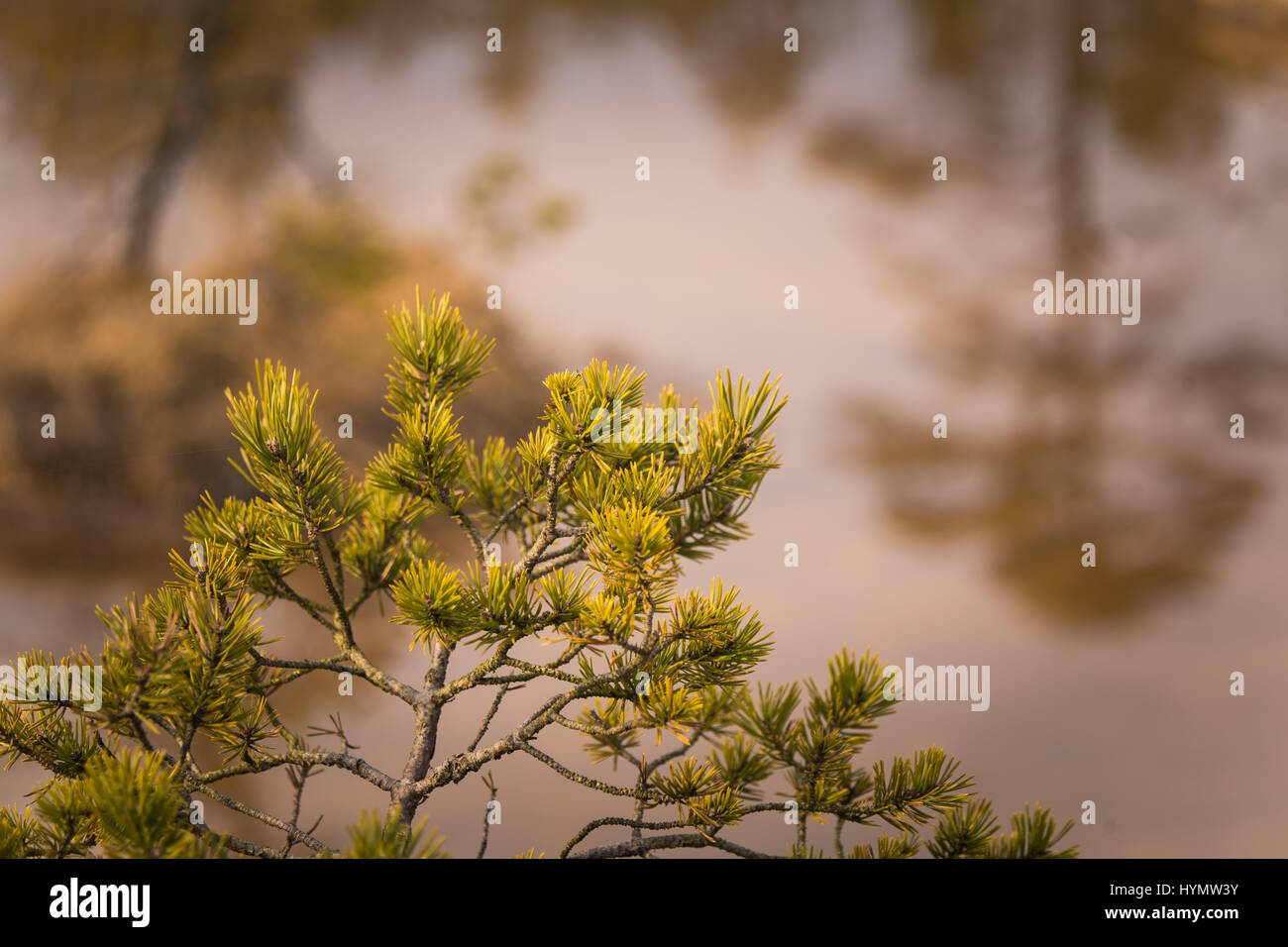 A beautiful early spring landscape of a marsh with a water ponds Stock ...