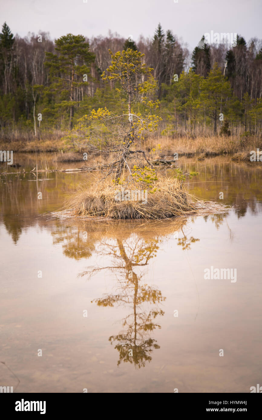 A beautiful early spring landscape of a marsh with a water ponds Stock ...