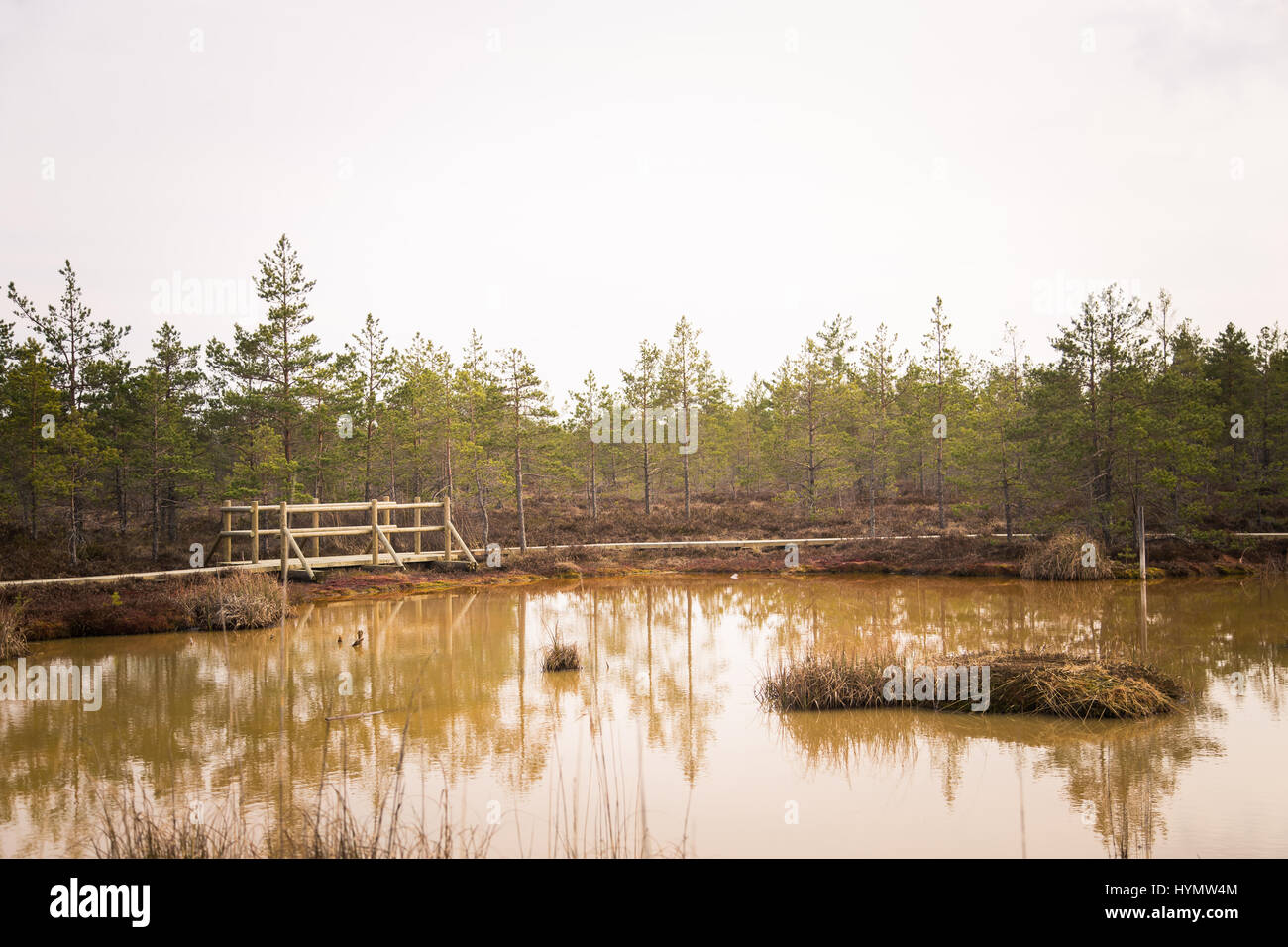 A beautiful early spring landscape of a marsh with a water ponds Stock ...