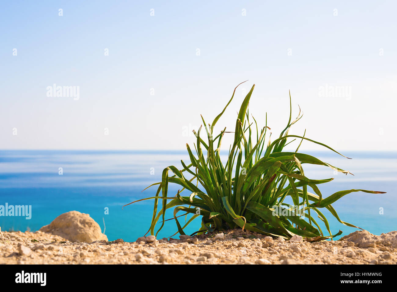 Green plant against bright blue sea as a natural spring or summer ...