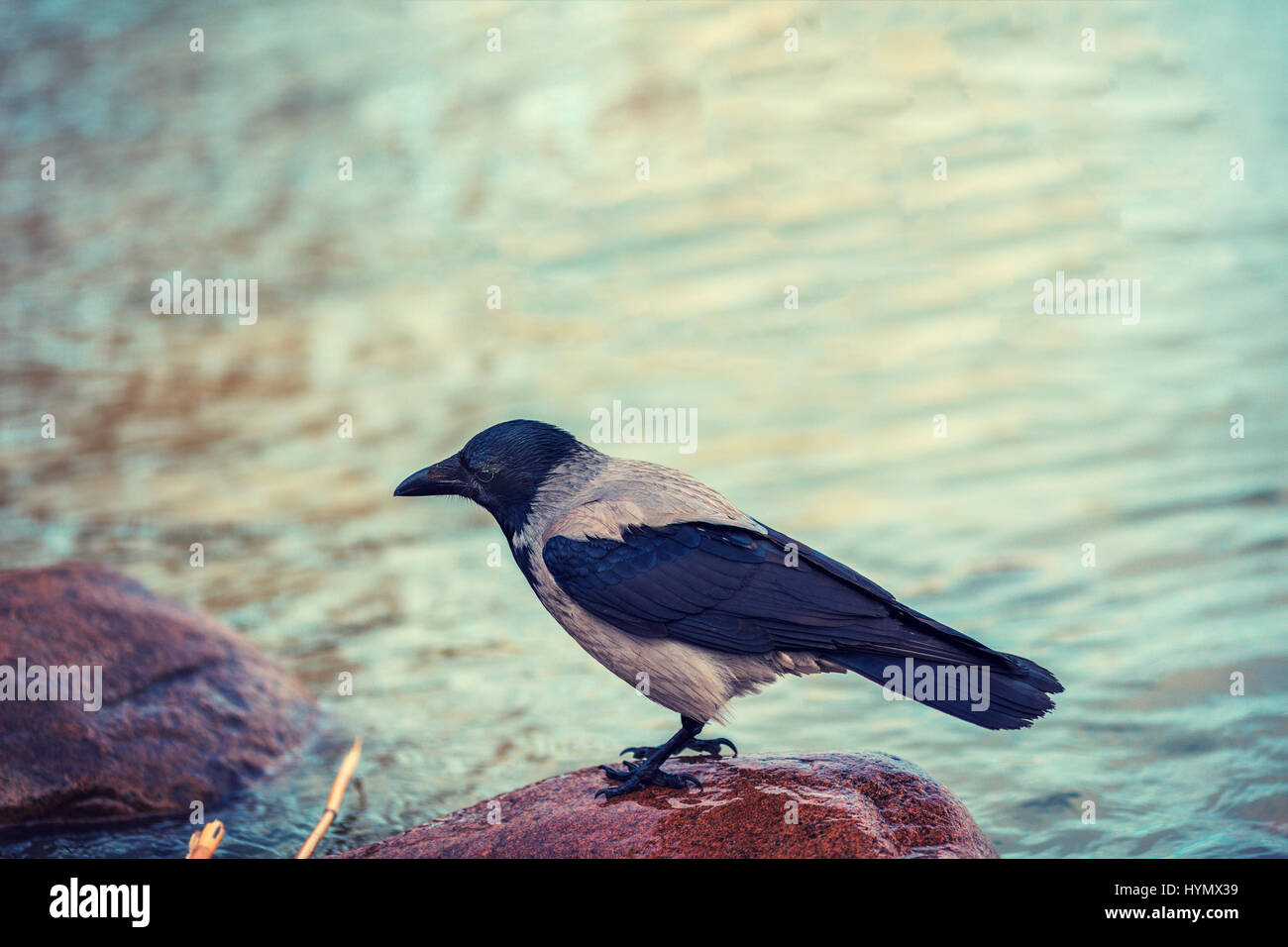 The crow stone hi-res stock photography and images - Alamy