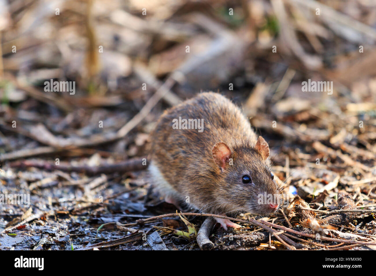 Gray rat with cute muzzle of rubbish Stock Photo - Alamy