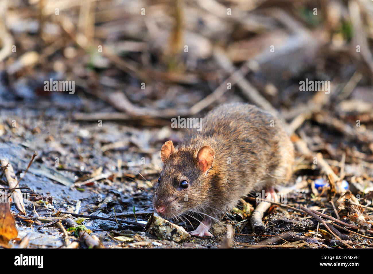 Gray rat on landfill Stock Photo - Alamy