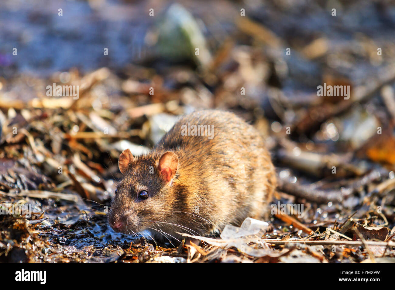 Ojatro hi-res stock photography and images - Alamy