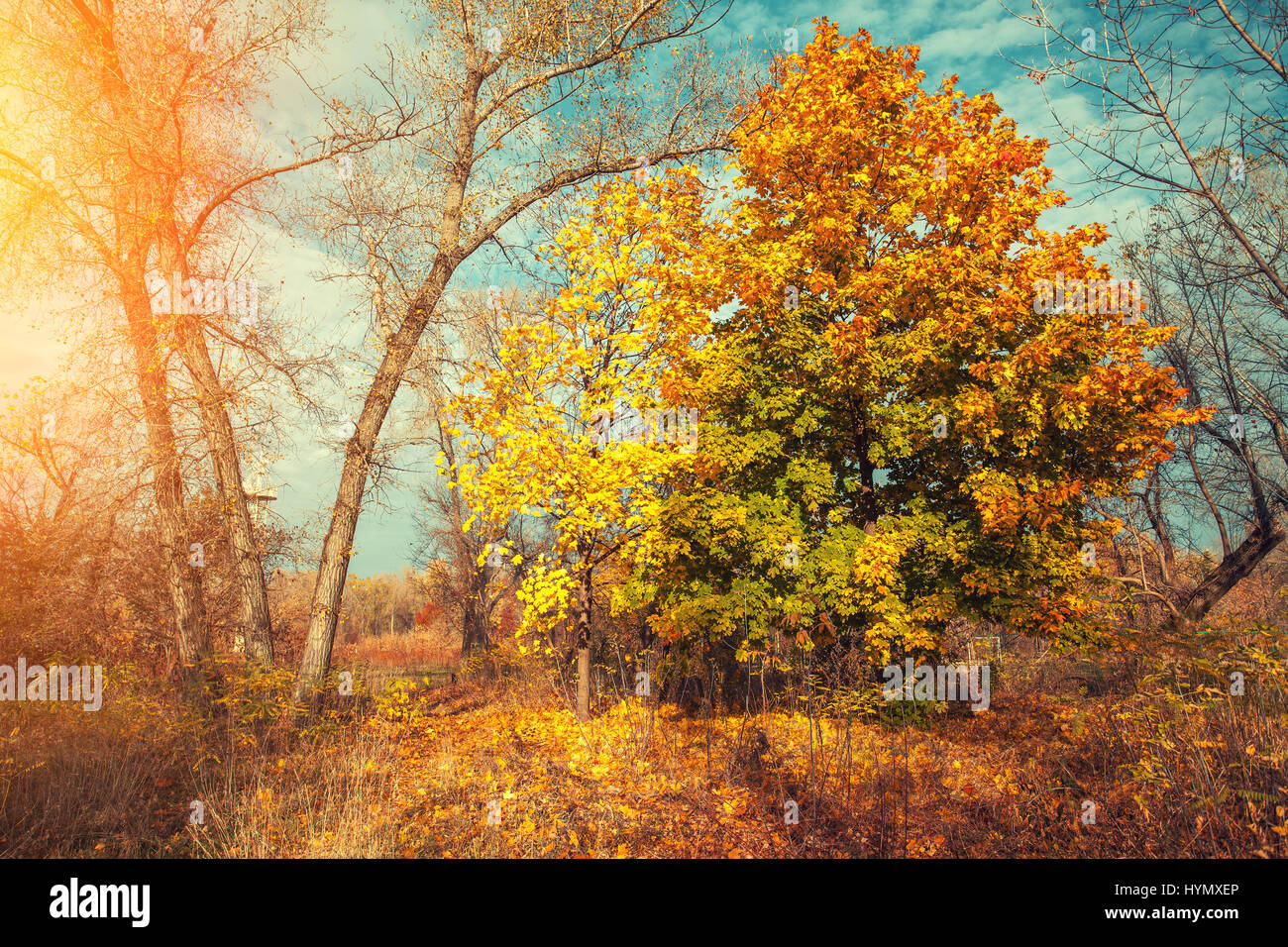 Autumn landscape. Trees without leaves and trees with red leaves in the ...