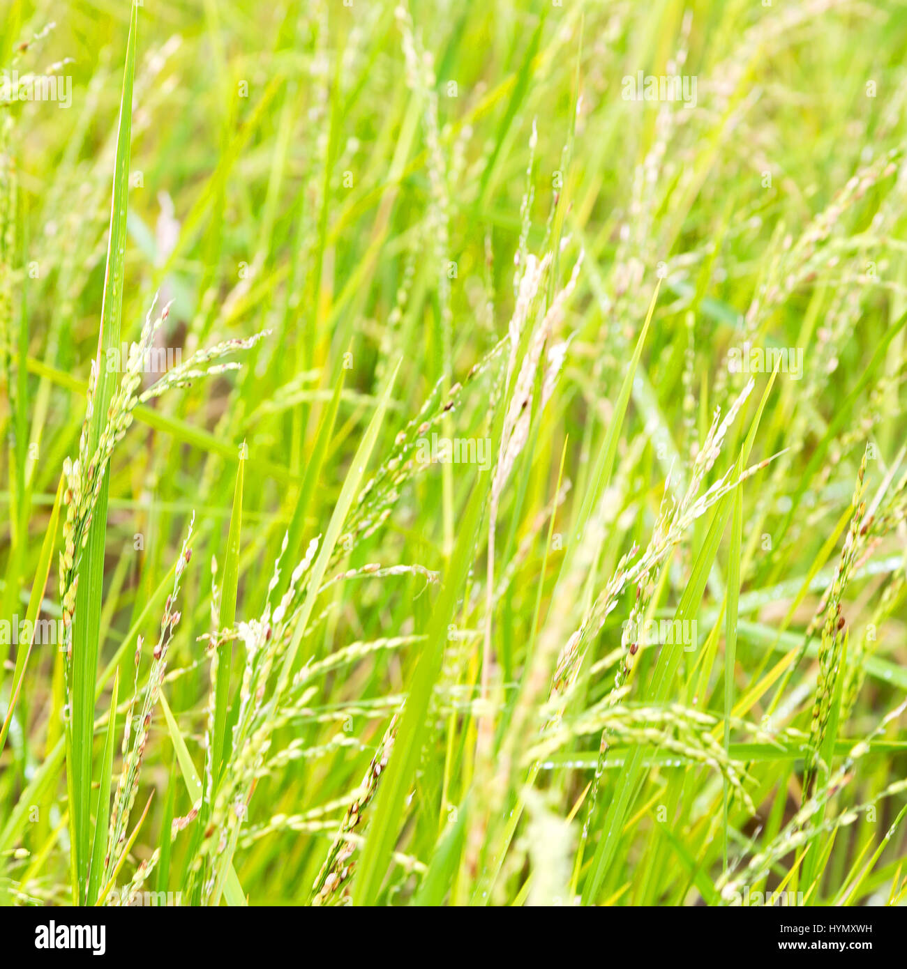 blur in philippines close up of a rice cereal cultivation field Stock ...