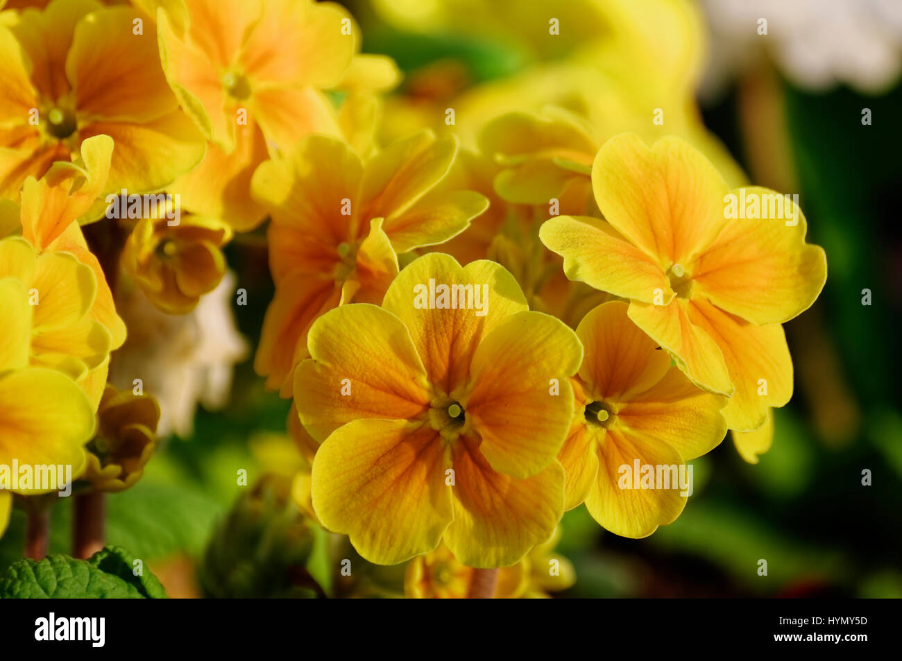 Spring flowers in park Stock Photo - Alamy