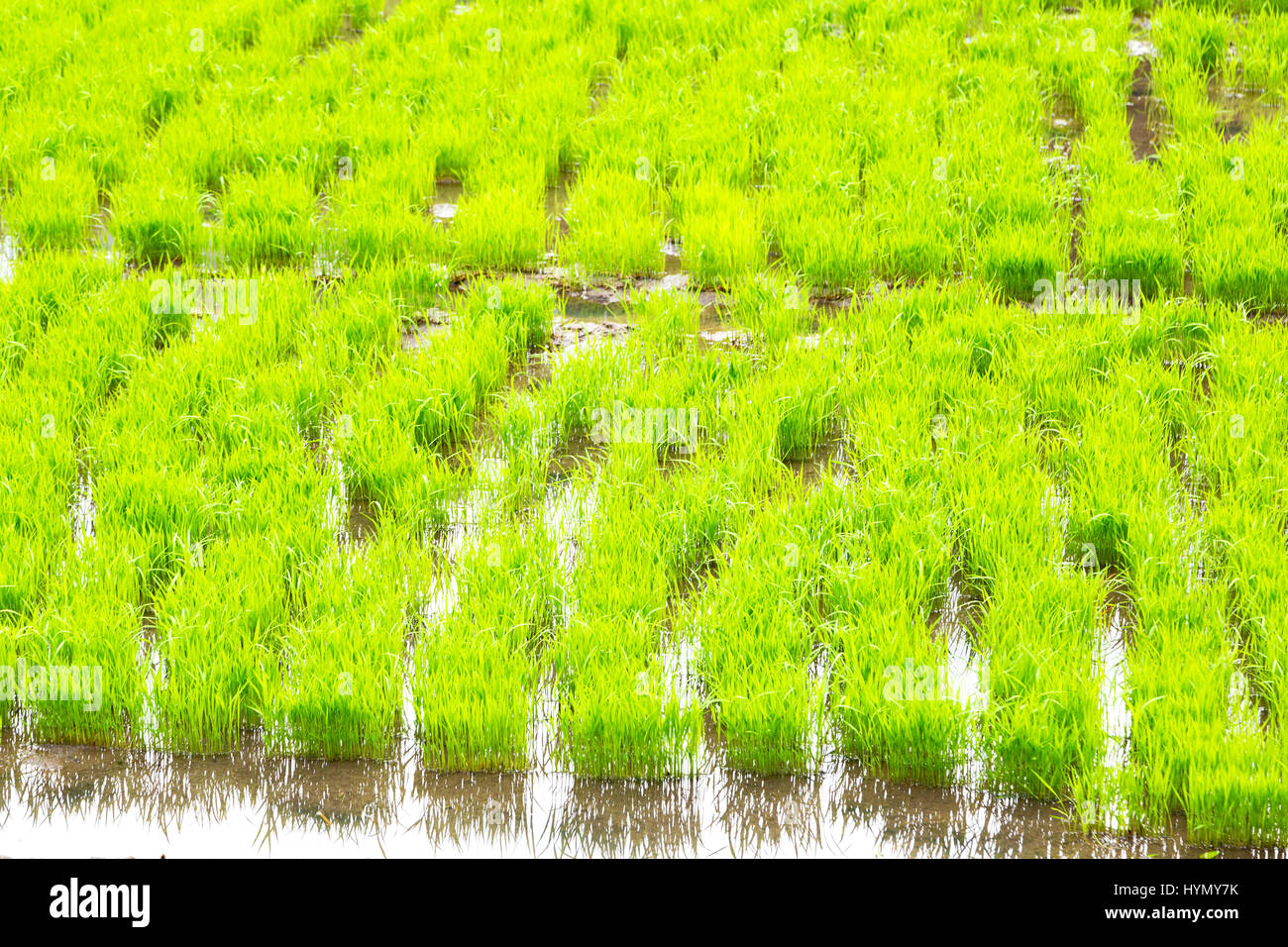 blur in philippines close up of a rice cereal cultivation field Stock ...