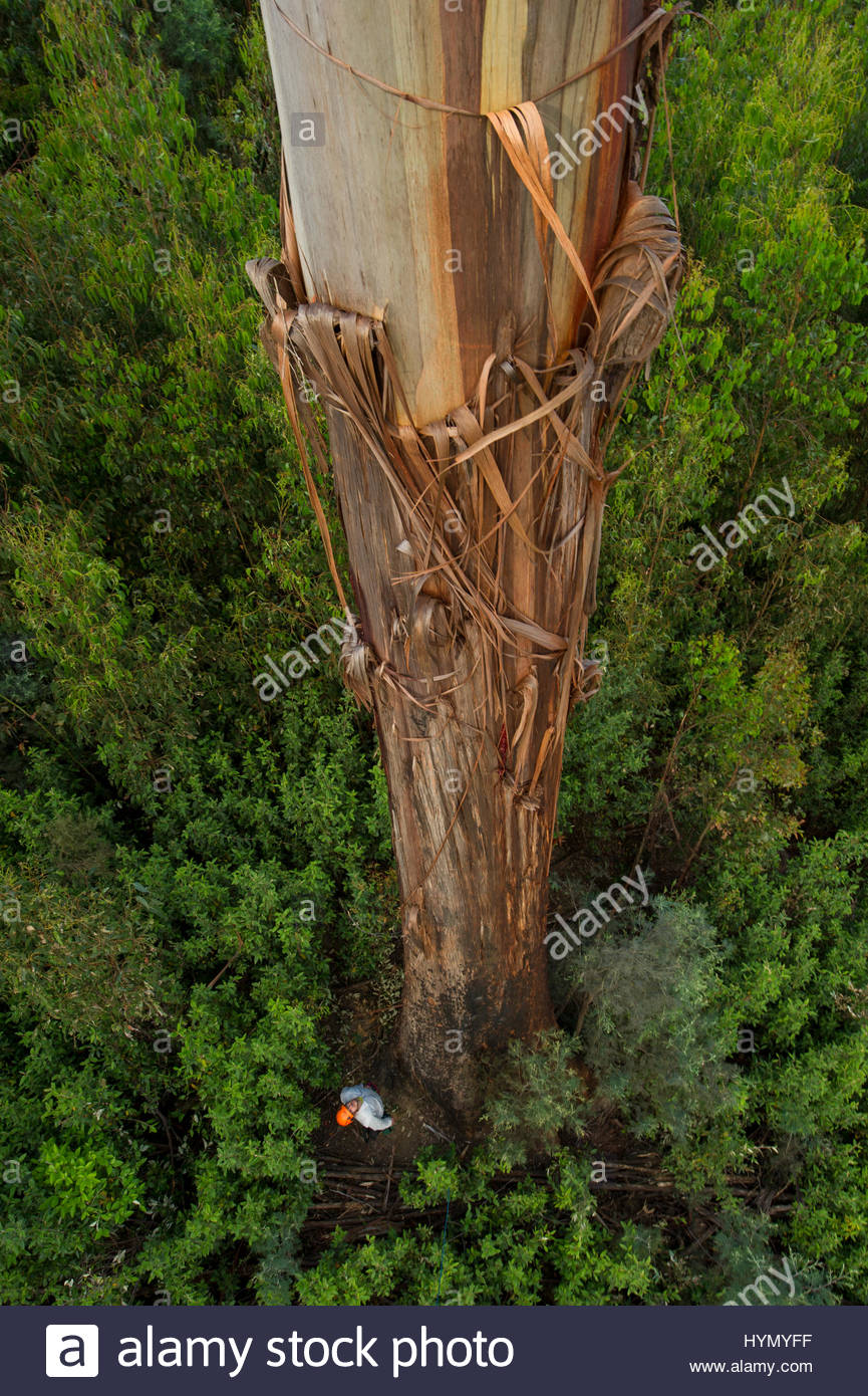 Evergreen Ash Tree Stock Photos & Evergreen Ash Tree Stock Images - Alamy