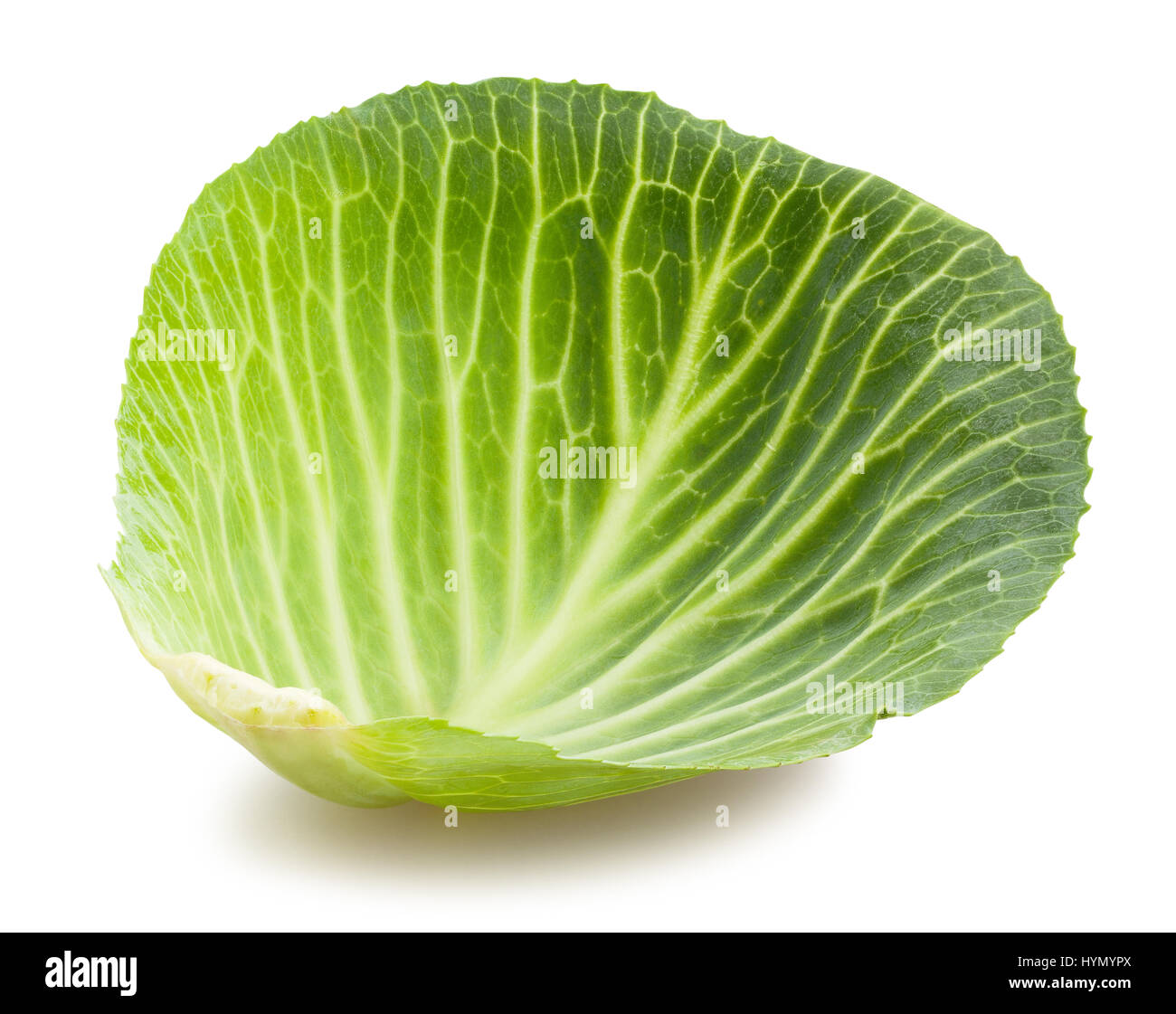 Closeup textured leaf veins Cut Out Stock Images & Pictures - Alamy
