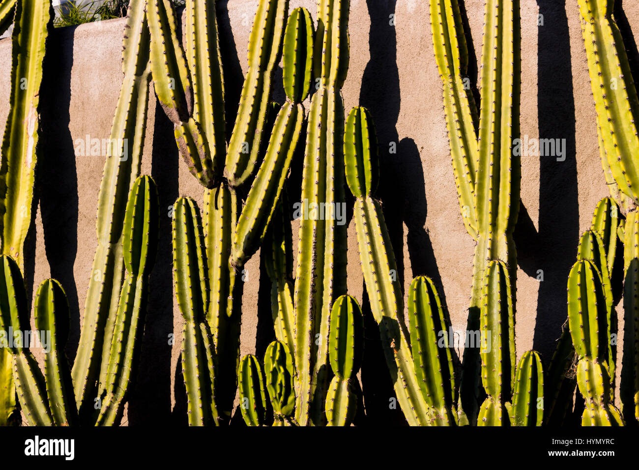 Cacti shadows hi-res stock photography and images - Alamy