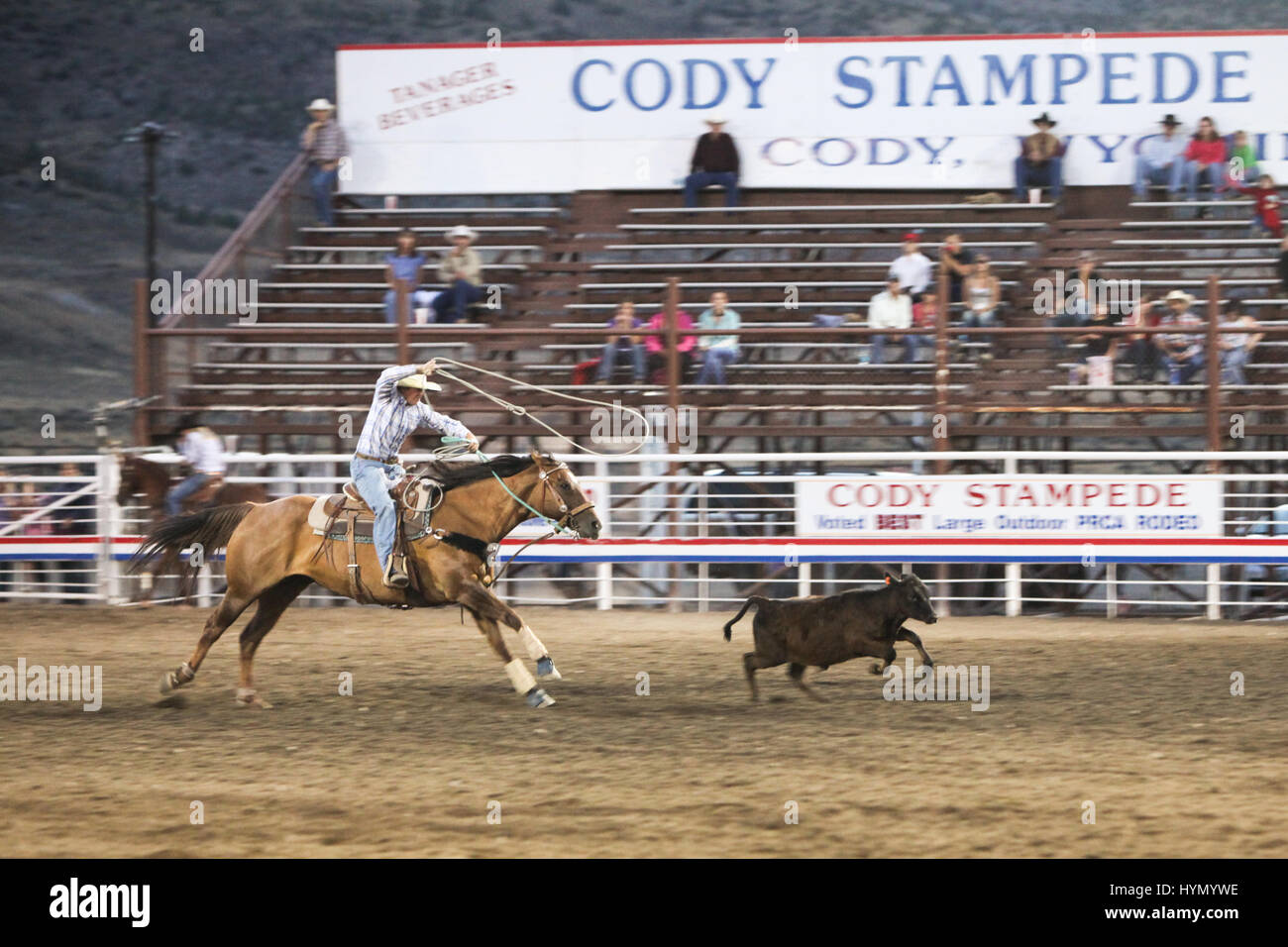 Roping calves hi-res stock photography and images - Alamy