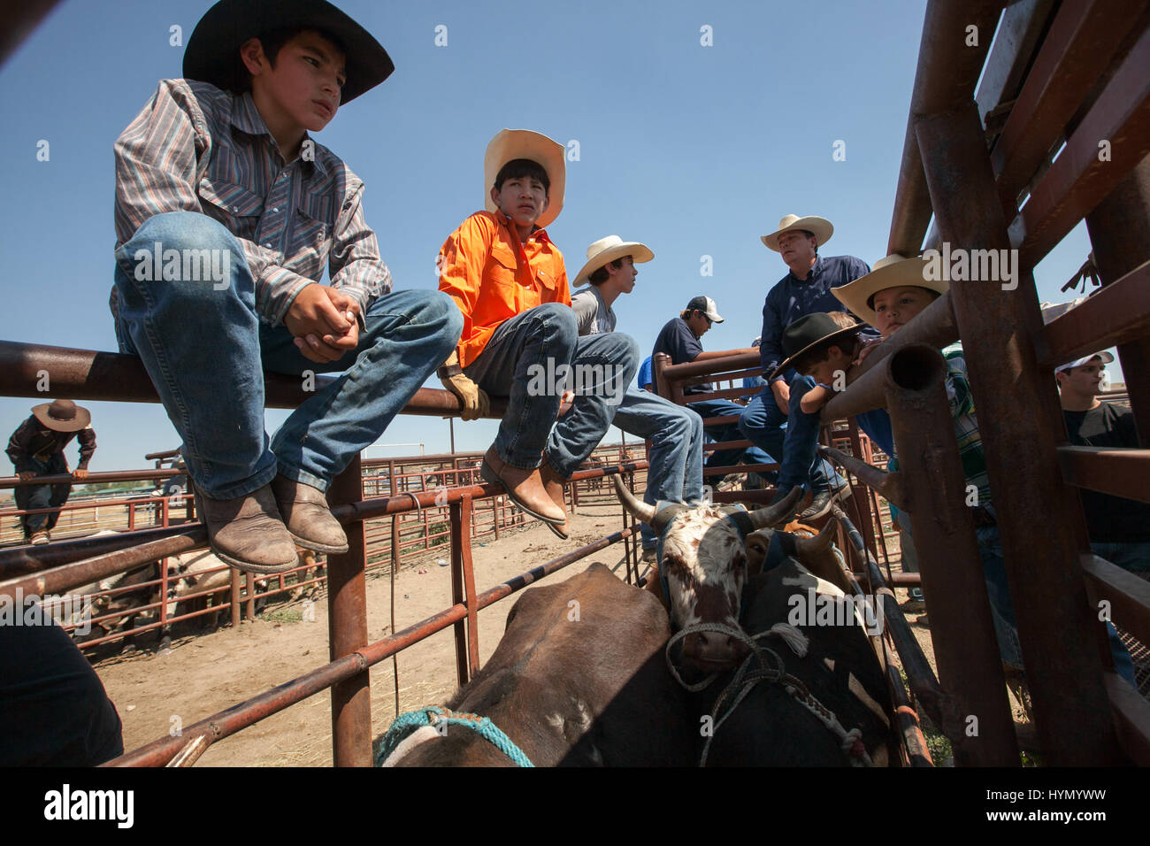 Young cowboys sit on fencing that corrals livestock at a Crow Indian ...