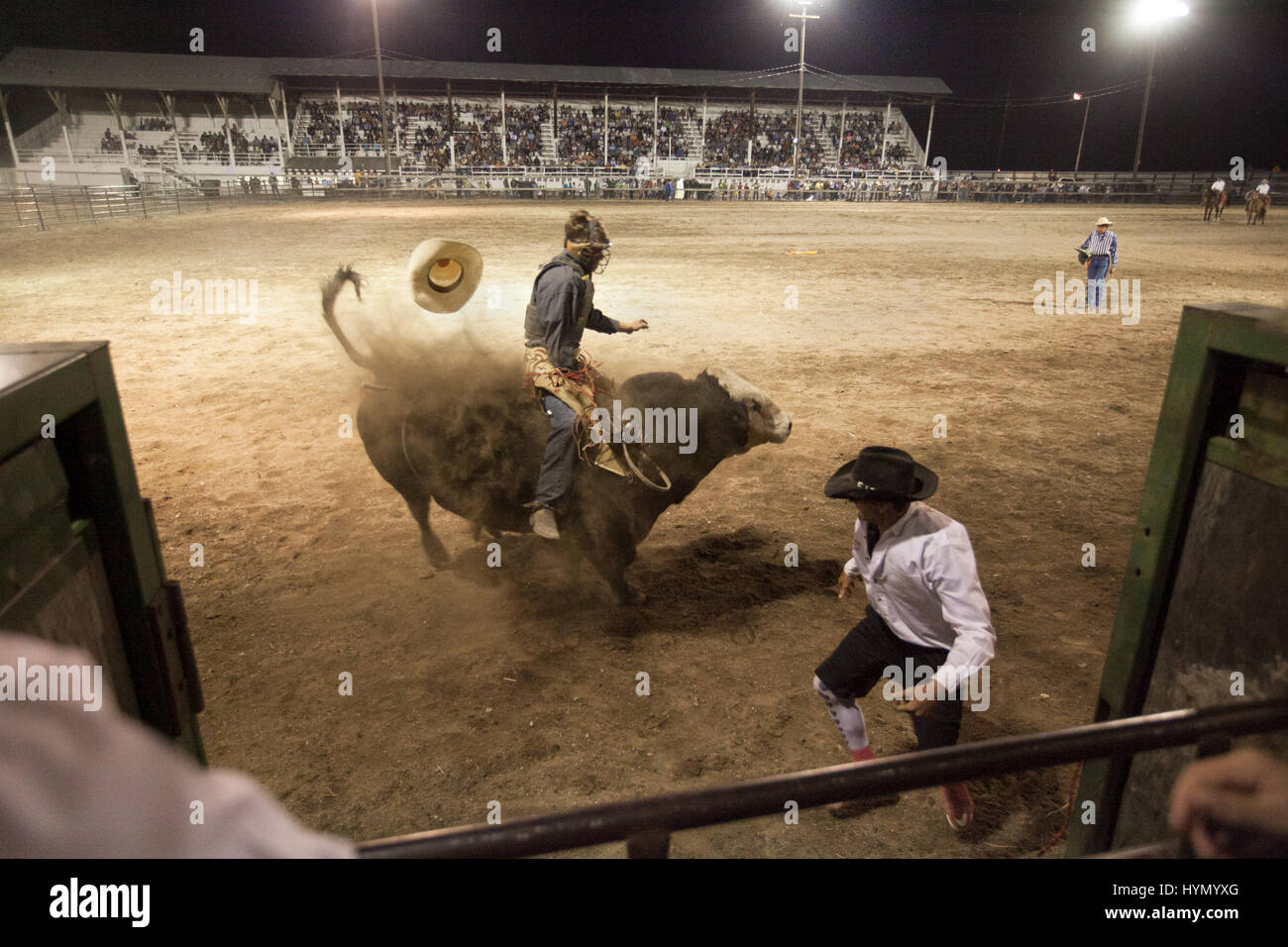 Bucking Bull Stock Photos & Bucking Bull Stock Images - Alamy