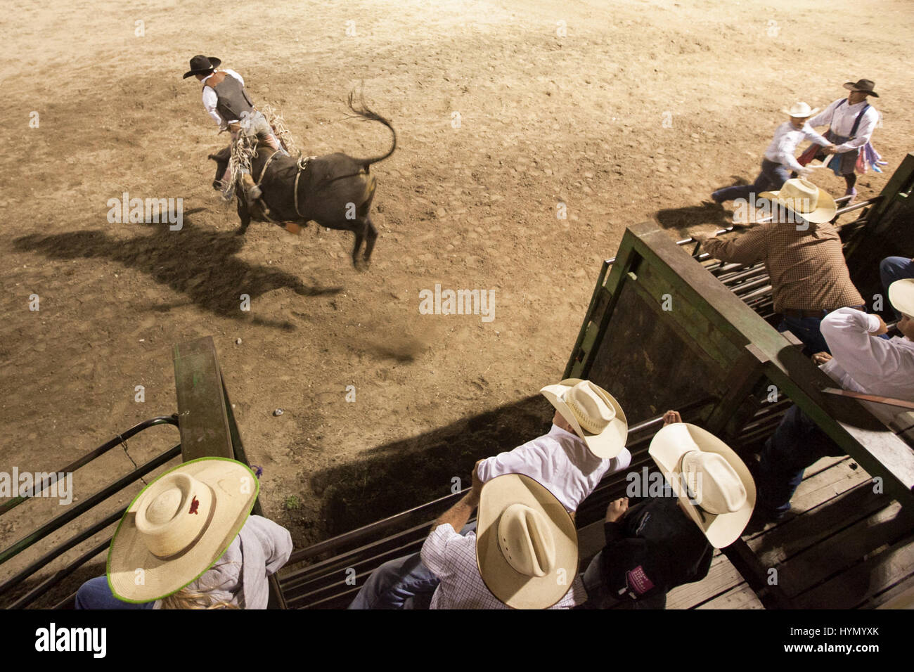 Bucking bull hi-res stock photography and images - Alamy
