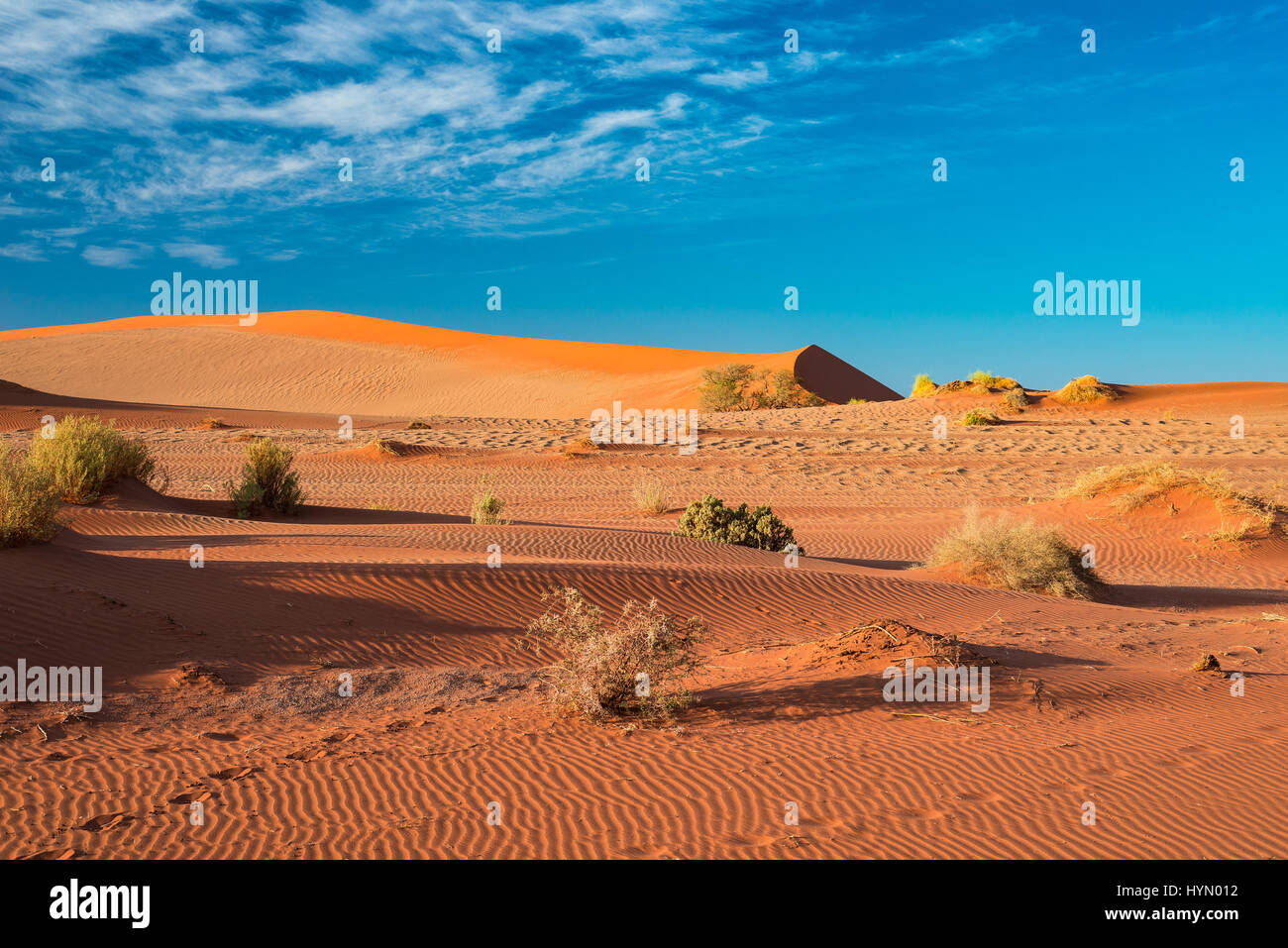 Sand dunes in the Namib desert at dawn, roadtrip in the wonderful Namib ...