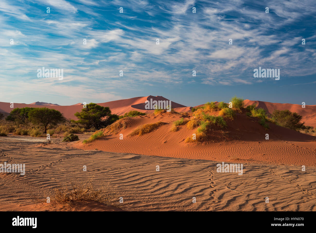 Sand dunes in the Namib desert at dawn, roadtrip in the wonderful Namib ...