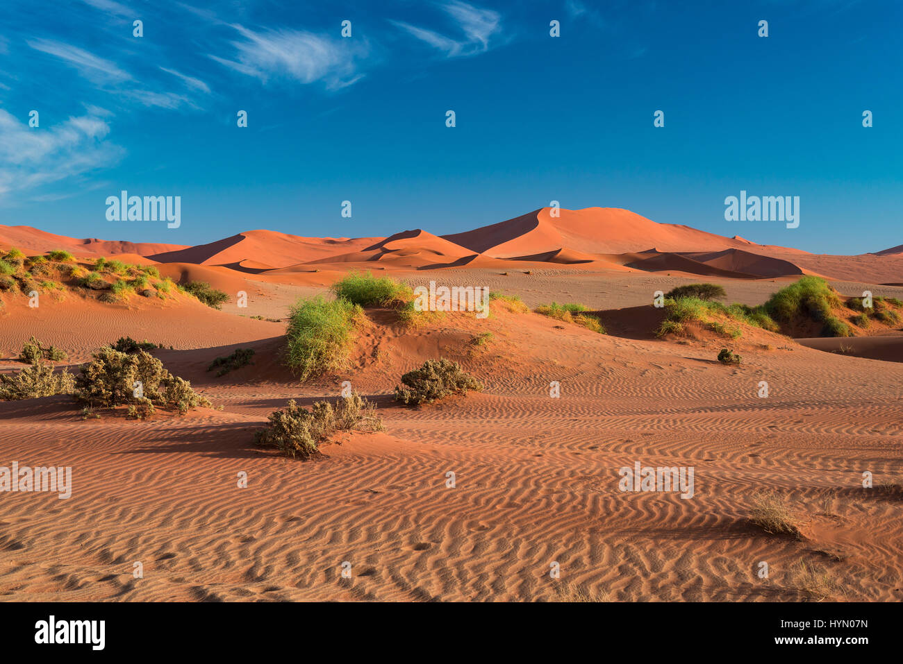 Sand dunes in the Namib desert at dawn, roadtrip in the wonderful Namib ...