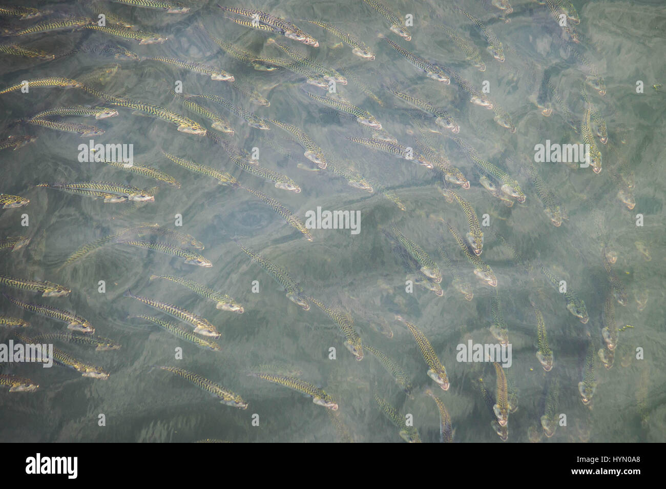 Irish mackerel hi-res stock photography and images - Alamy