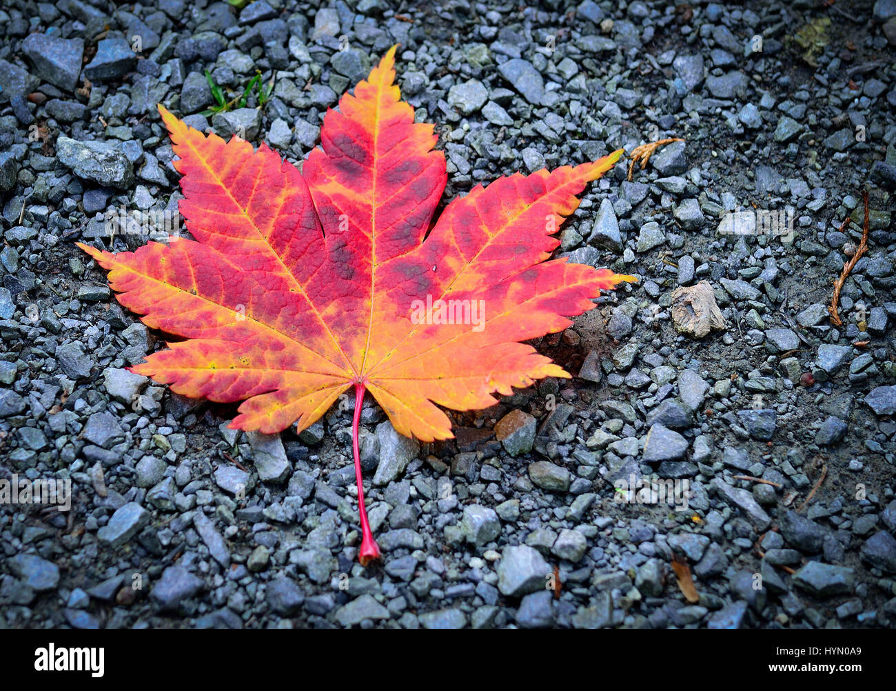 Sycamore leaf showing bright colours Stock Photo - Alamy