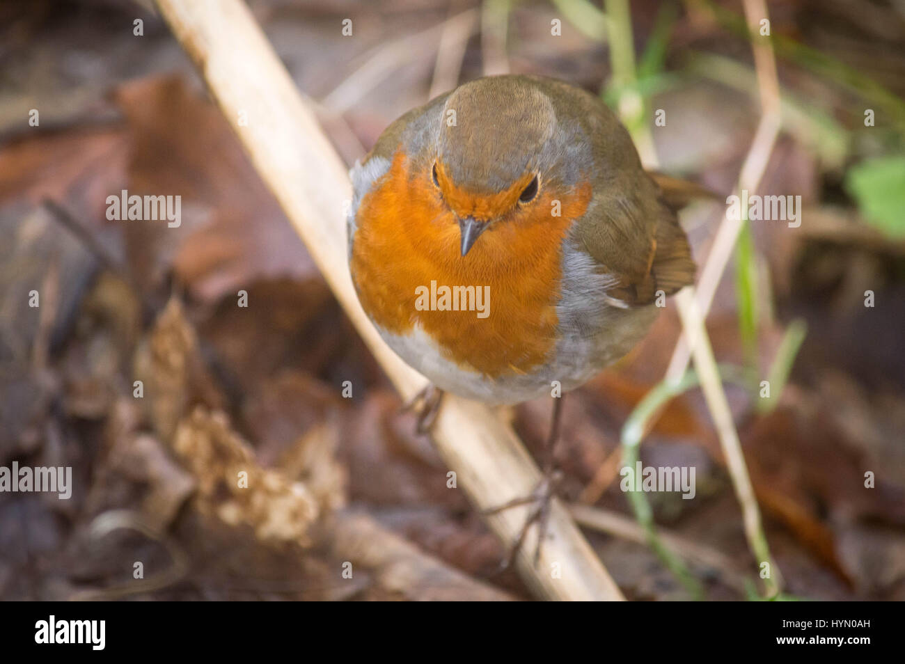 Robin from above hi-res stock photography and images - Alamy