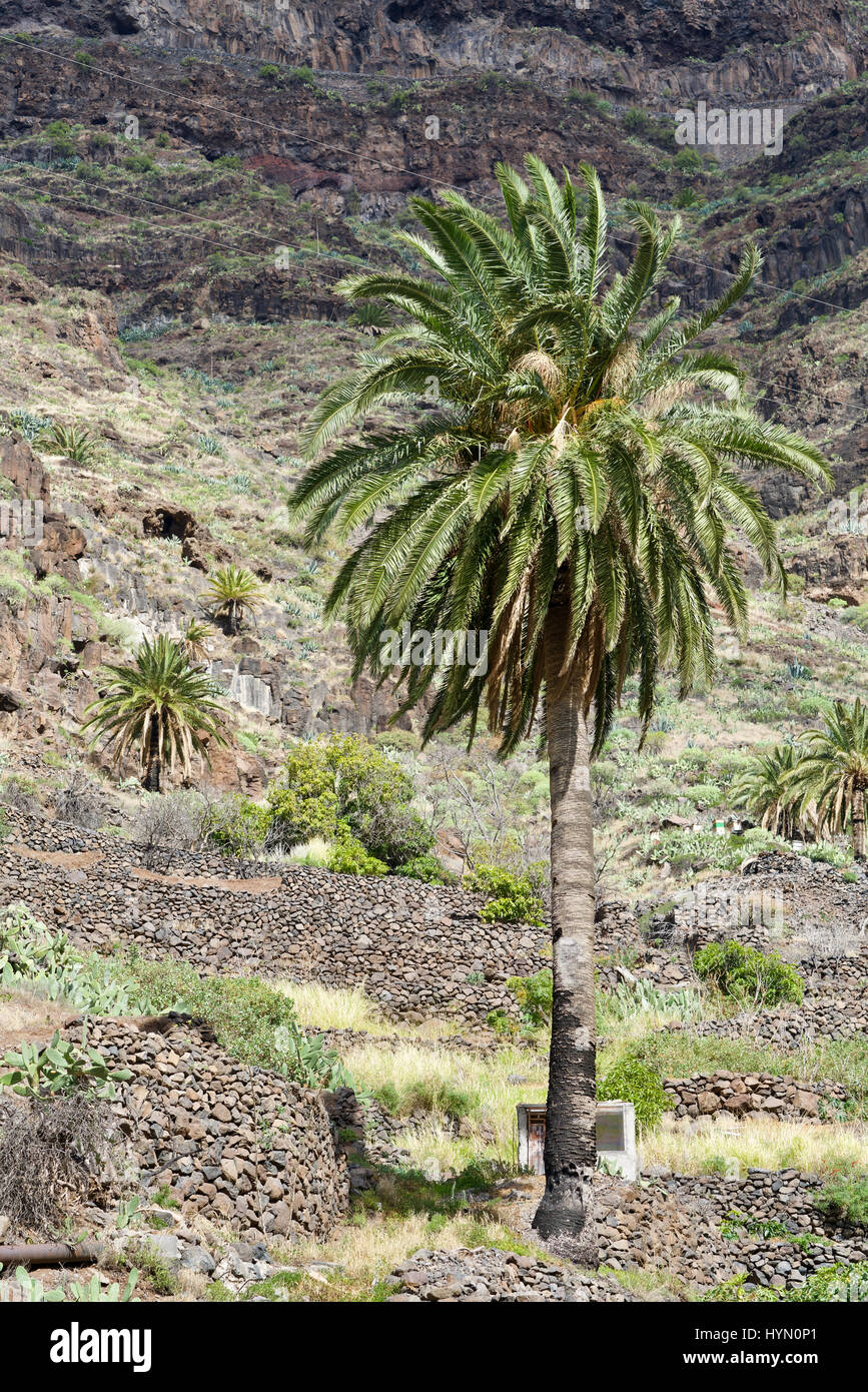 Plant of the canary island hi-res stock photography and images - Alamy